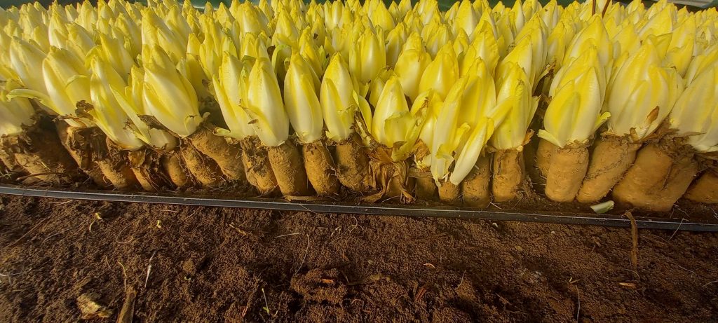 DES ENDIVES BIO A ST PIERRE DU MONT : BRAVO, MELANIE